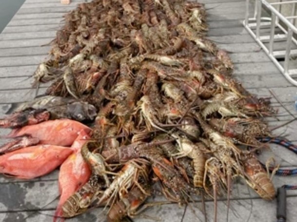 South Florida Lobster Mini Season July 26th & 27th 2023
